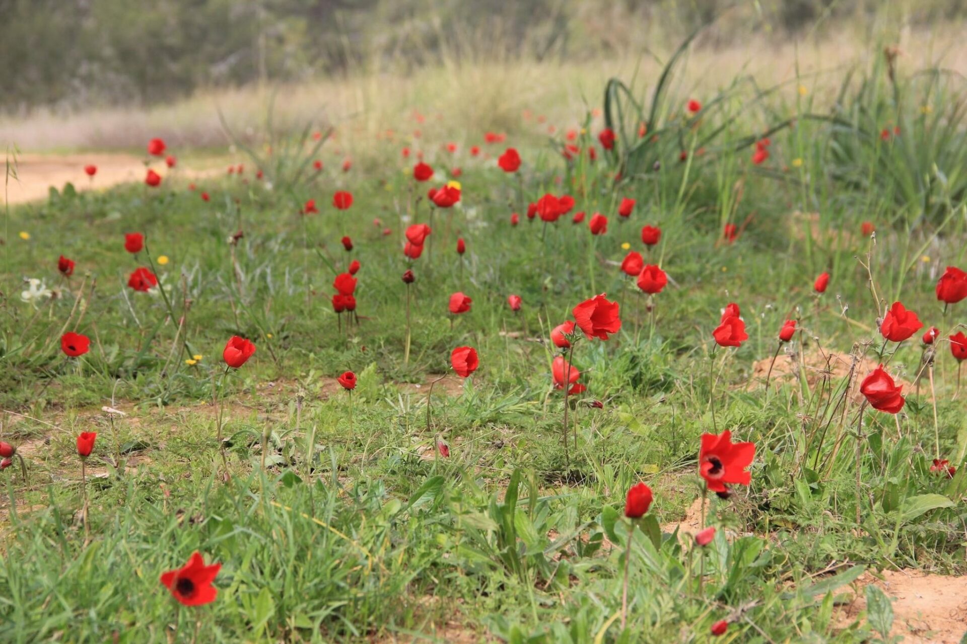 Israel And It’s Magical Autumn: How to best take advantage of Fall.