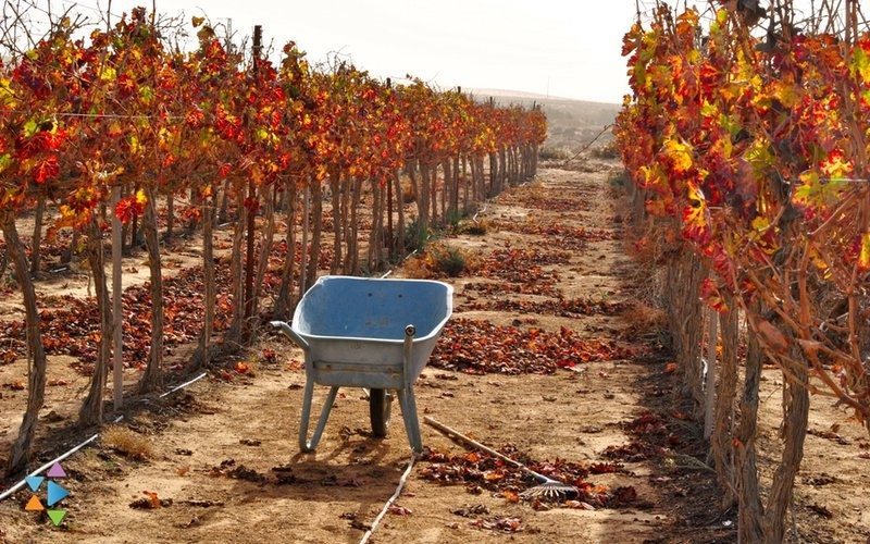 Israel And It’s Magical Autumn: How to best take advantage of Fall.